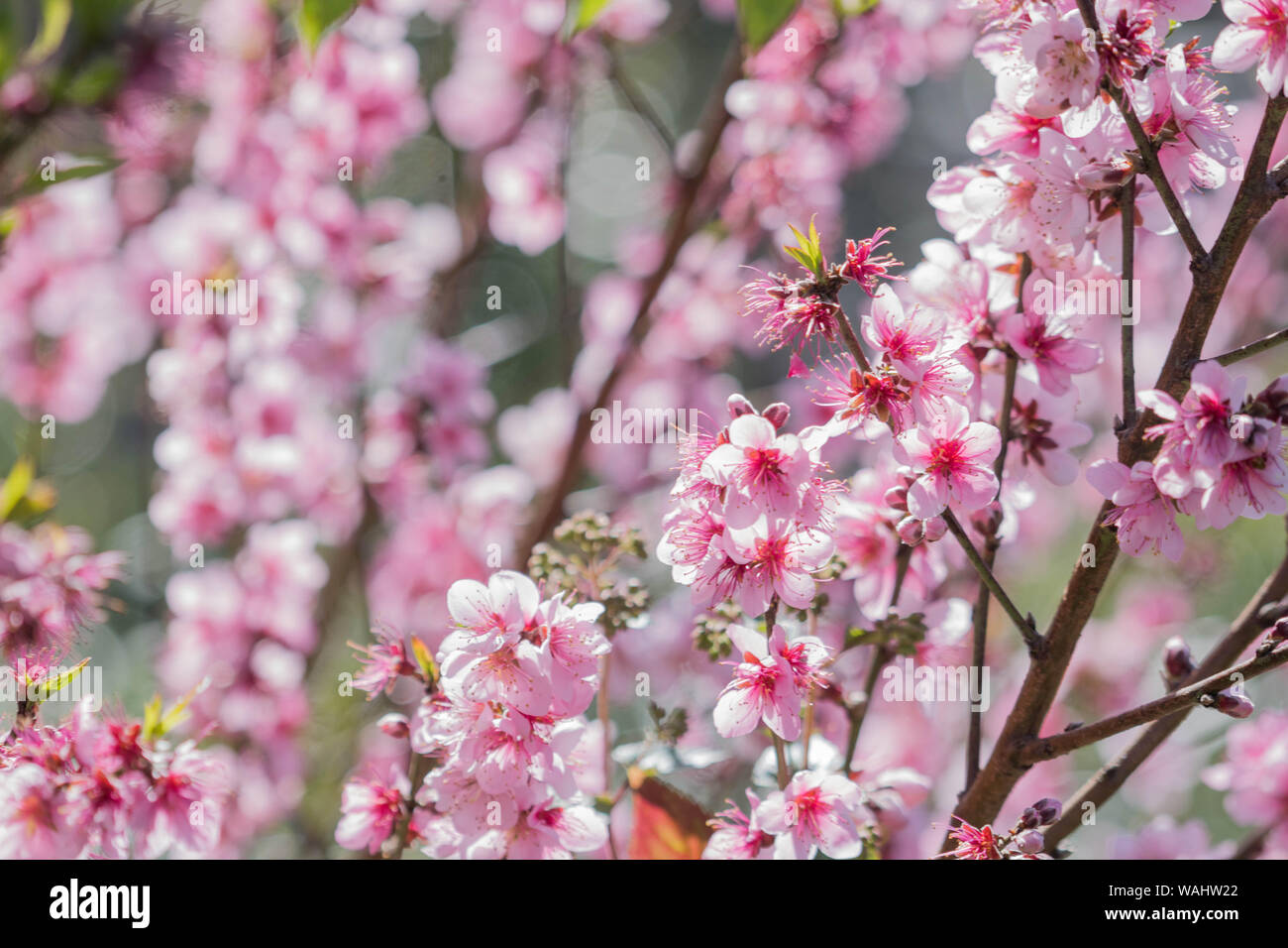 Blooming pink Cherry blossom with blur background Stock Photo - Alamy