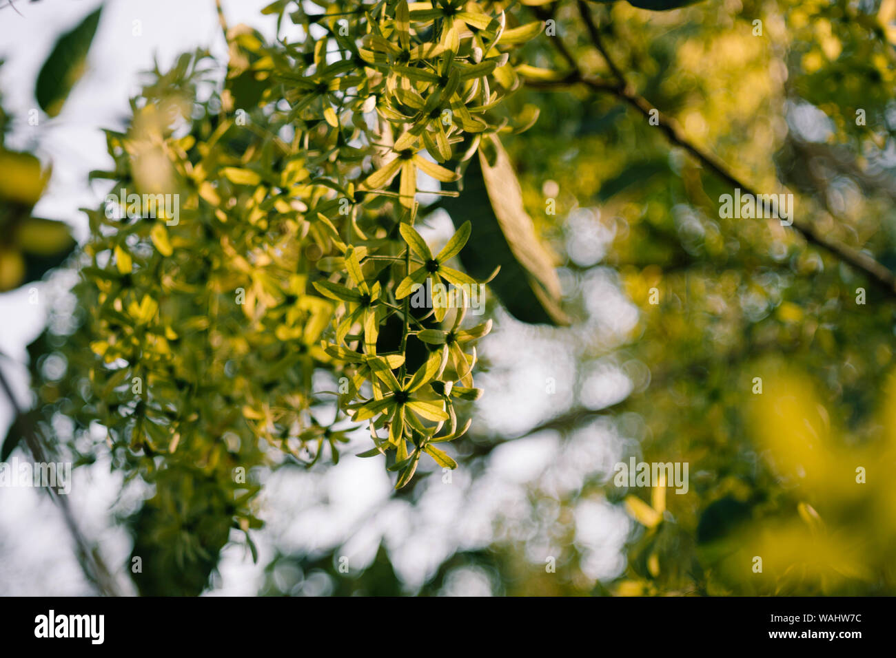 Sandpaper tree hi-res stock photography and images - Alamy