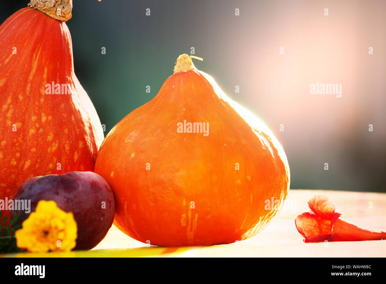 Orange pumpkin in garden at autumn season Stock Photo - Alamy