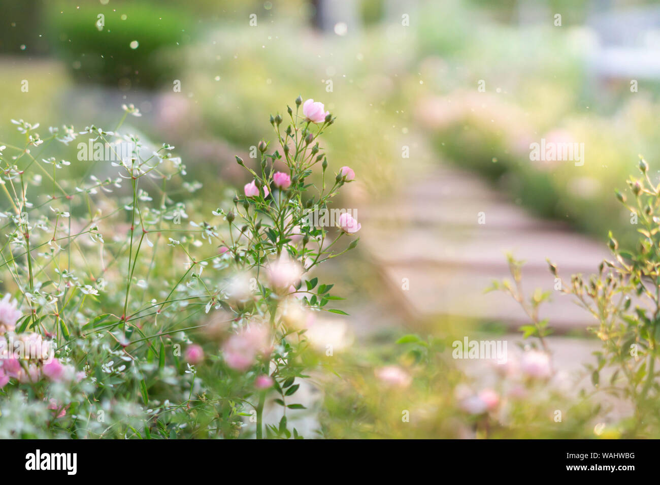 Pink roses garden with blur background Stock Photo - Alamy