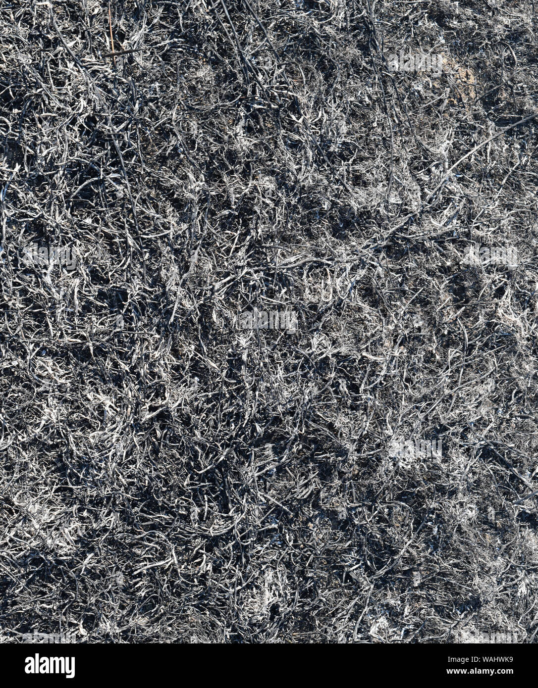 Background from the ashes of the burnt grass. Plant ash on the field ...