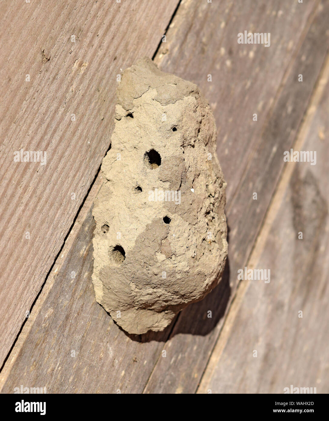 Nests of clay belonging wasp. Clay camera in the nest and store food ...