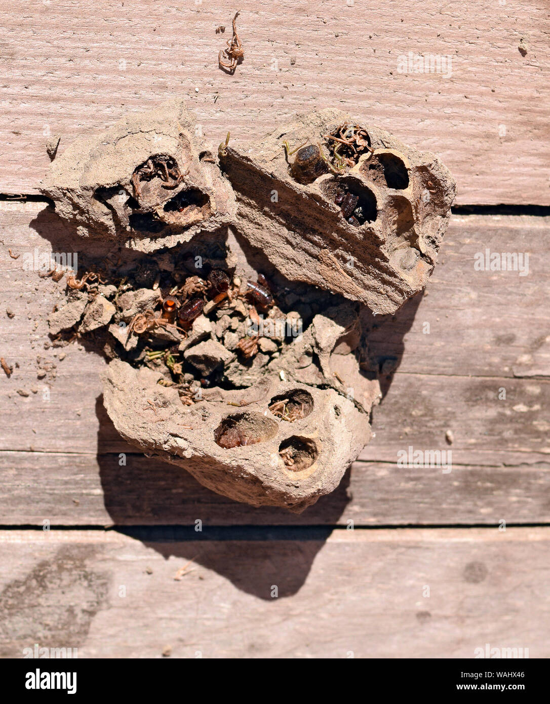 Break a hornet's nest of clay. Nests of clay belonging wasp. Clay ...