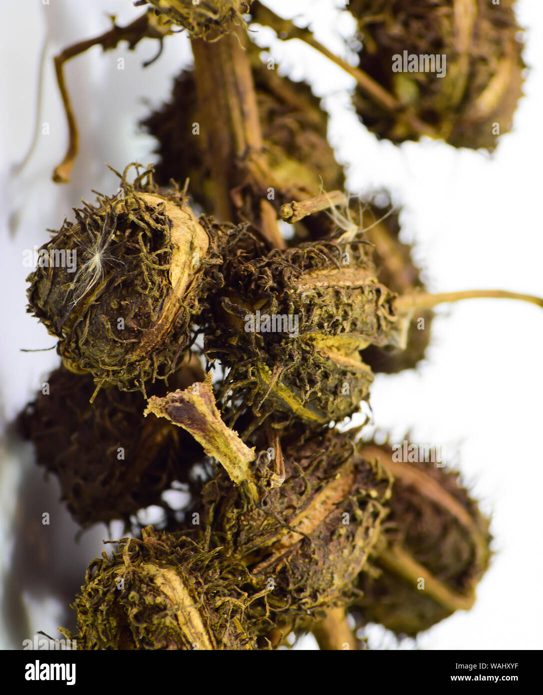 Castor seeds on a white background. The plant is used to make castor ...