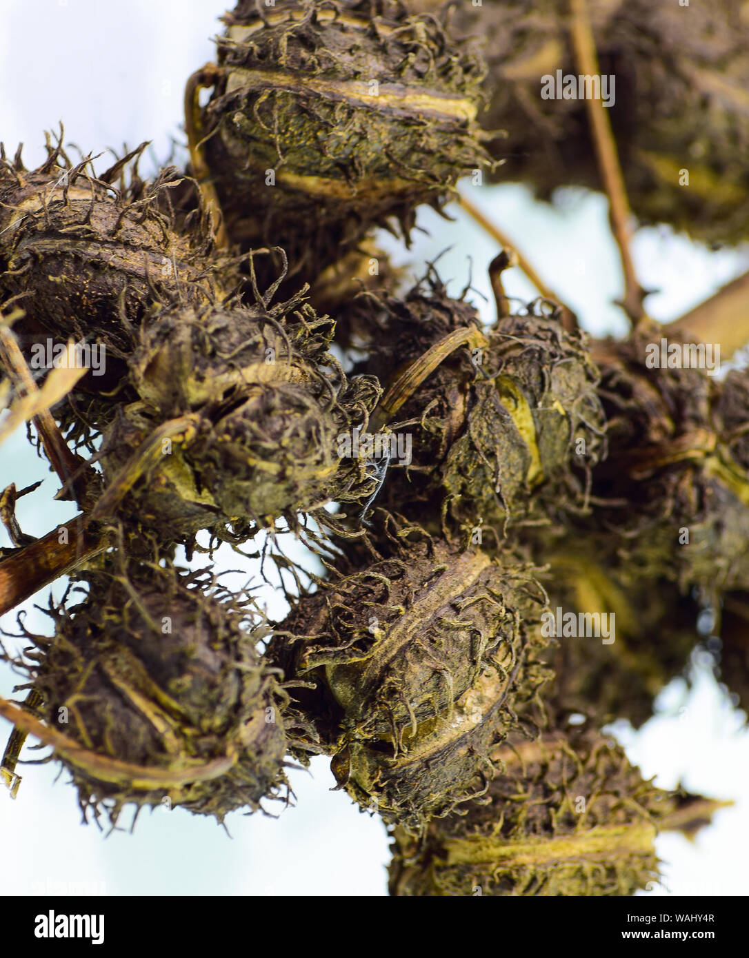 Castor seeds on a white background. The plant is used to make castor ...