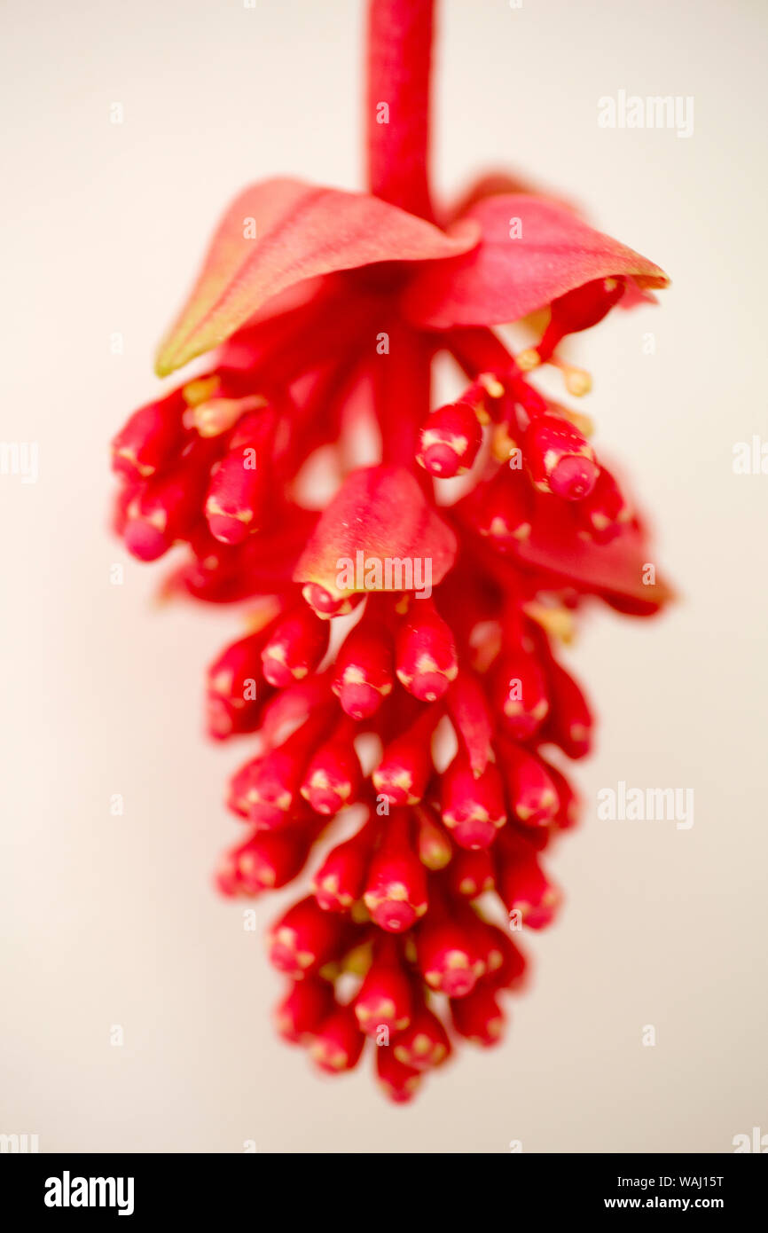 Medinilla magnifica macro flower Melastomaceae family fifty megapixels ...