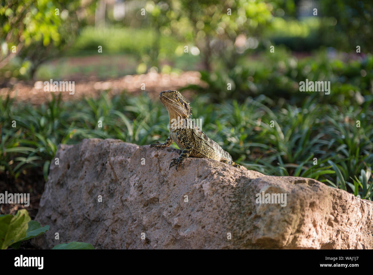 Lizard sitting on a rock Stock Photo - Alamy
