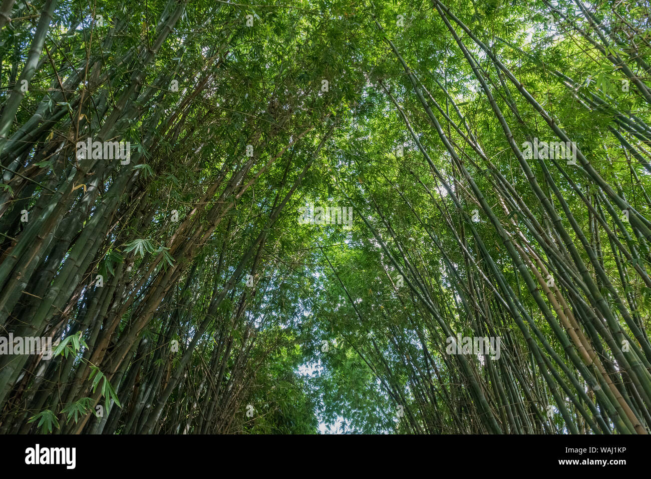 Bamboo photography hi-res stock photography and images - Alamy