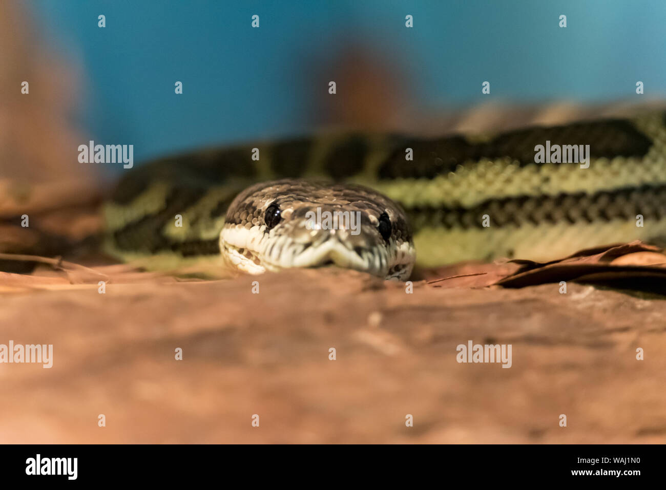 Poisonous serpent hi-res stock photography and images - Alamy