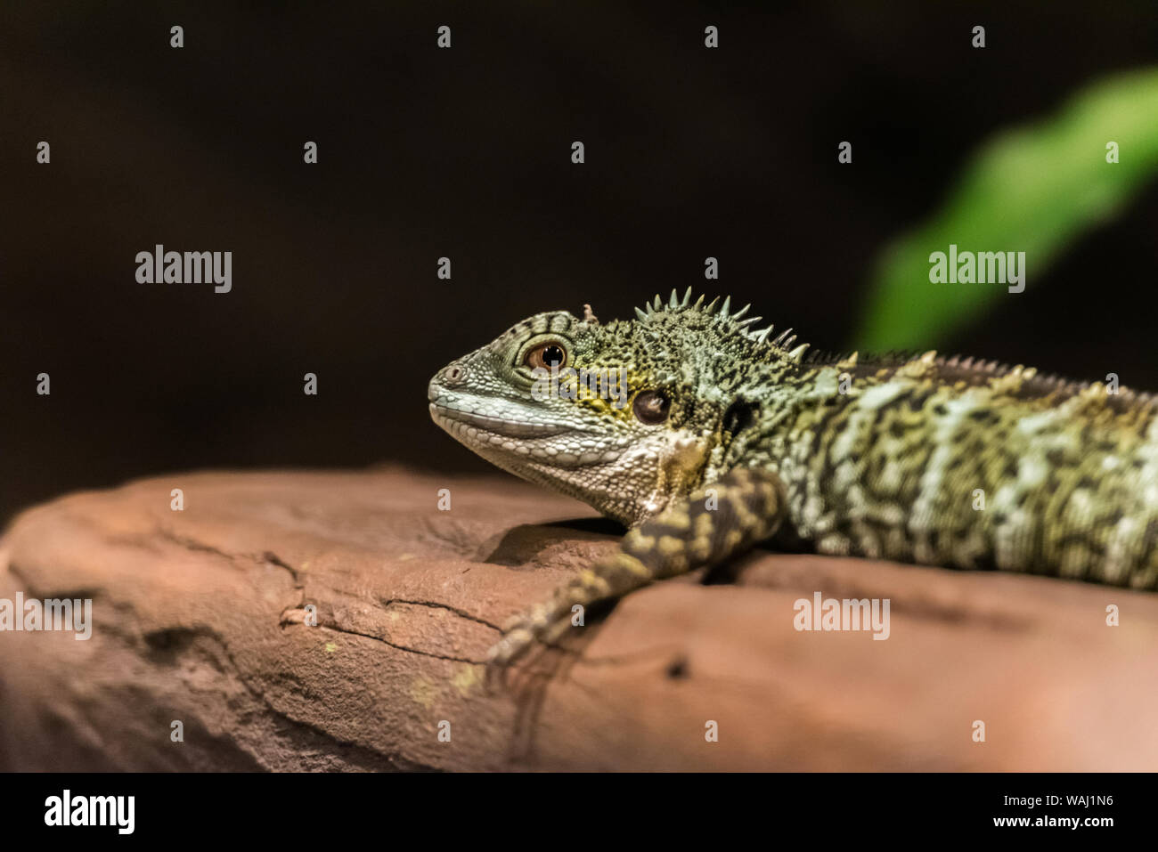 Lizard sitting on a log Stock Photo - Alamy