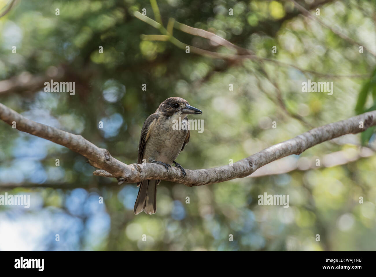 Bird sitting on a tree branch Stock Photo - Alamy
