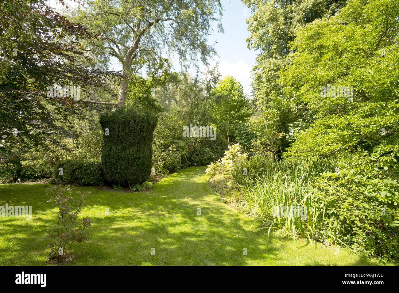Summer garden yew bush background image Stock Photo - Alamy