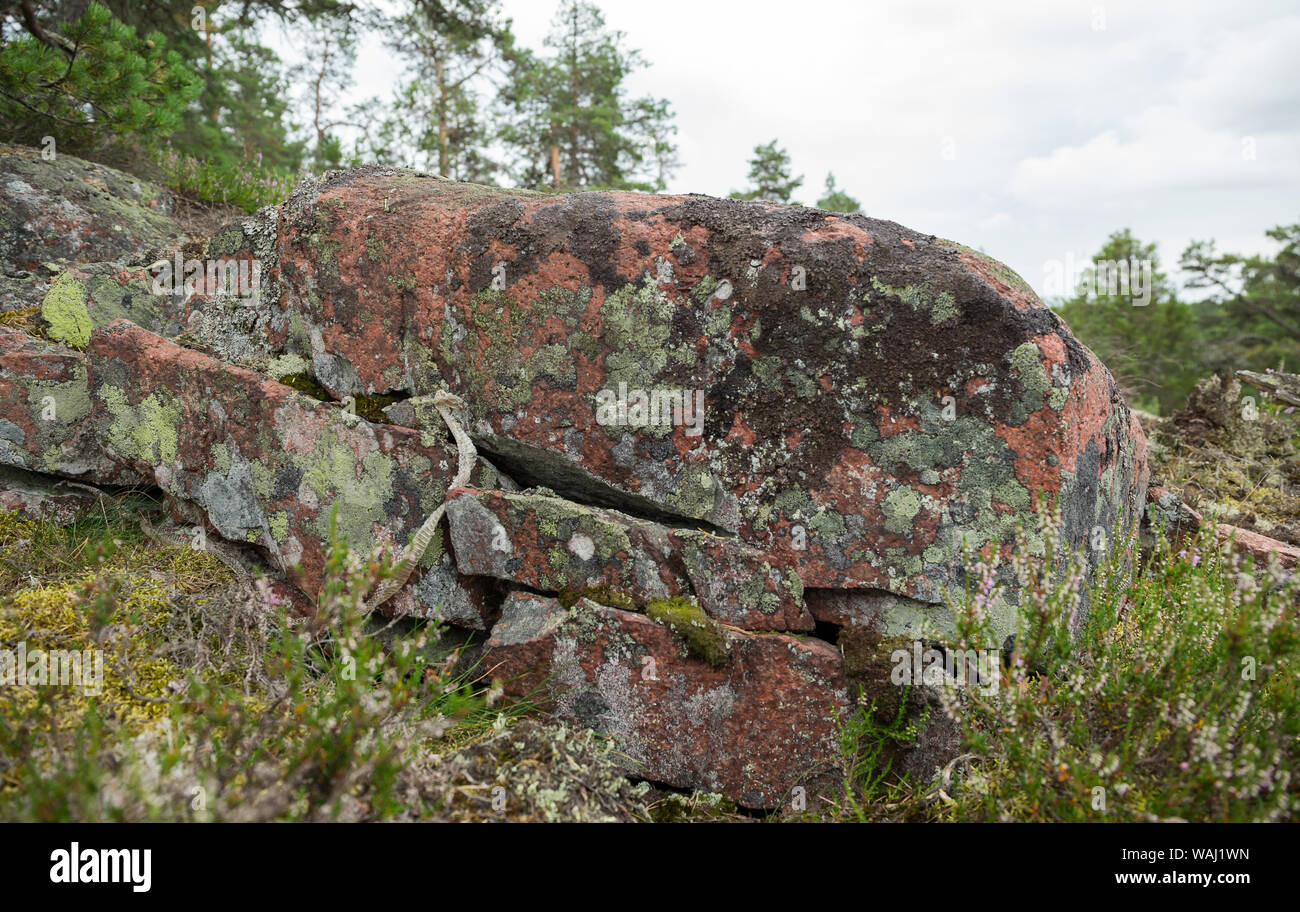 Smooth snake skin in natural habitat in the Åland Islands, Finland ...
