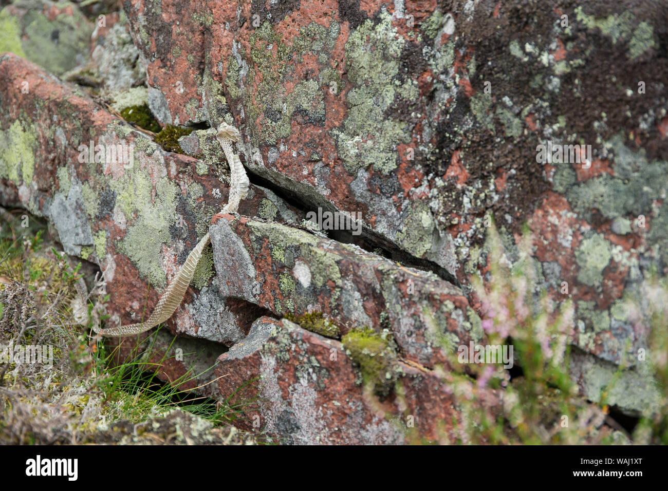 Smooth snake skin in natural habitat in the Åland Islands, Finland ...