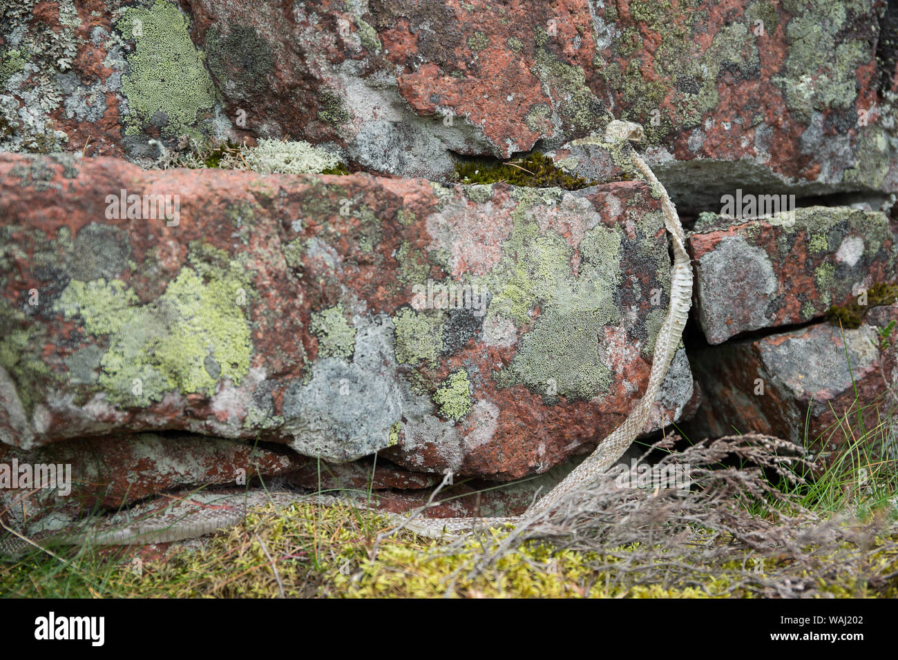 Smooth snake skin hi-res stock photography and images - Alamy