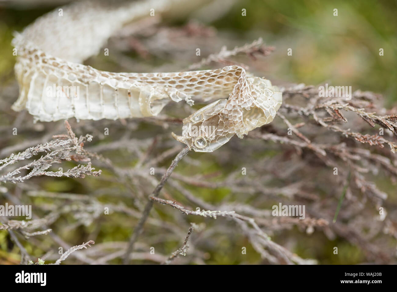 Smooth snake skin in natural habitat in the Åland Islands, Finland ...