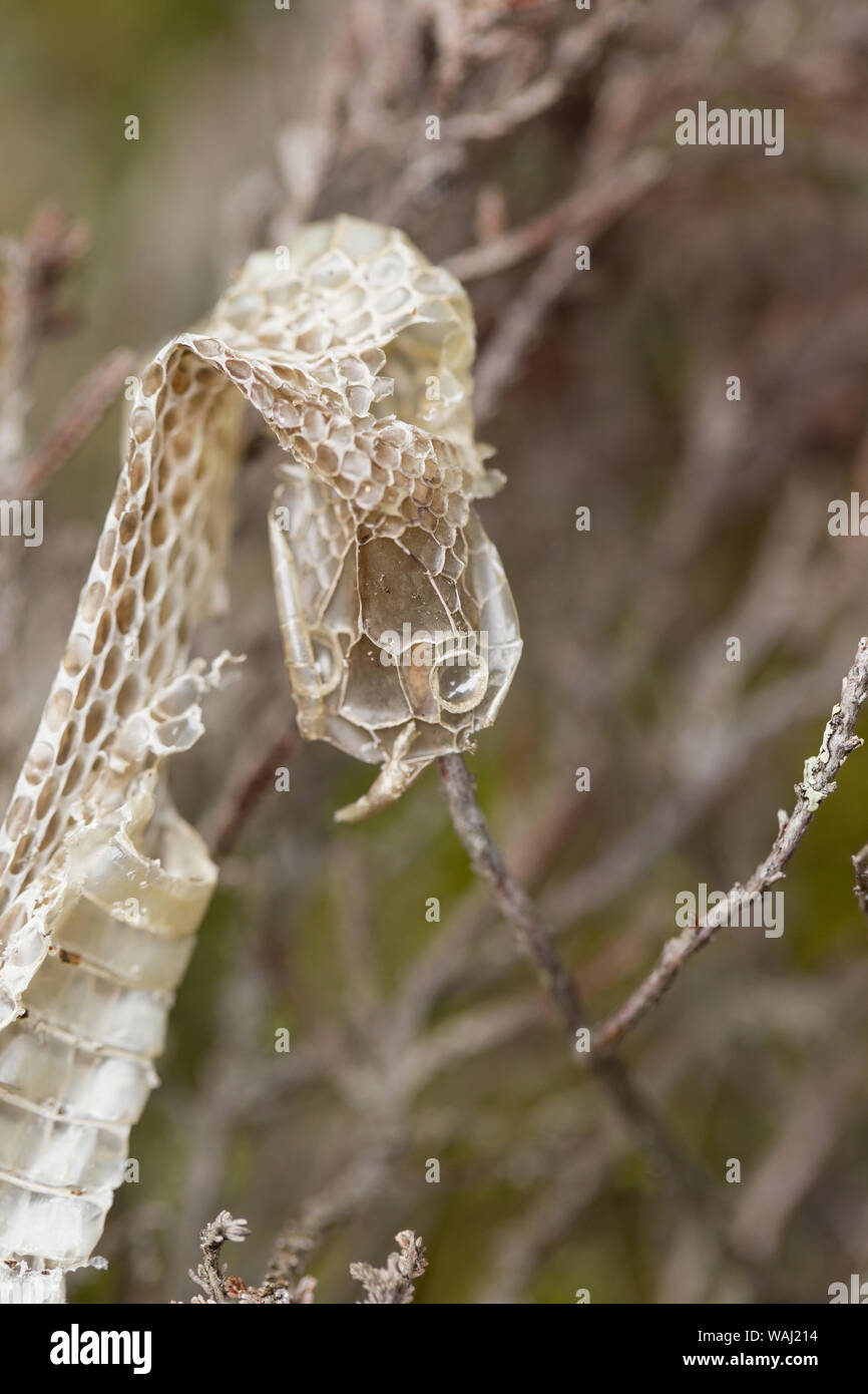 Smooth snake skin in natural habitat in the Åland Islands, Finland ...