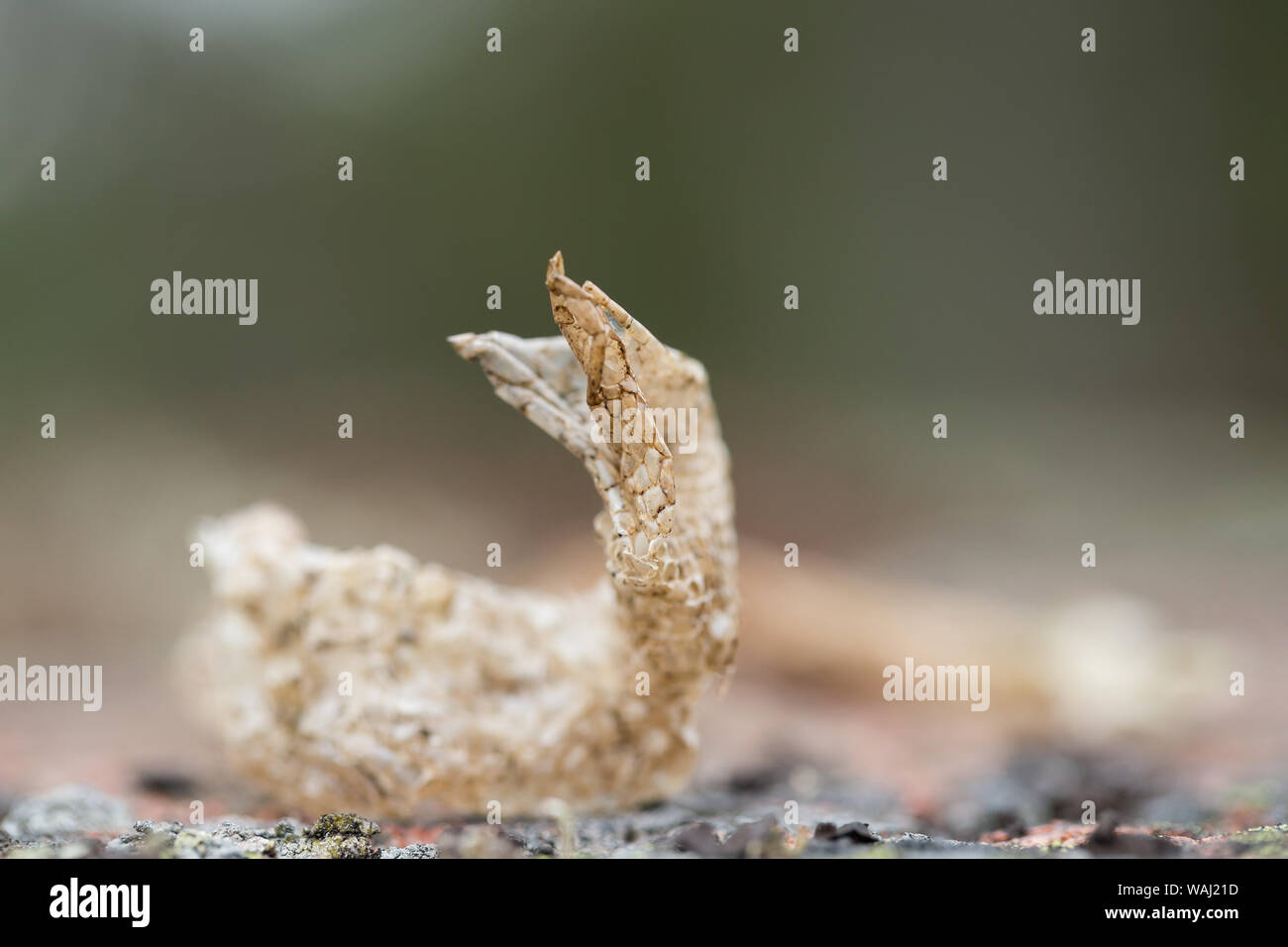 Smooth snake skin in natural habitat in the Åland Islands, Finland ...