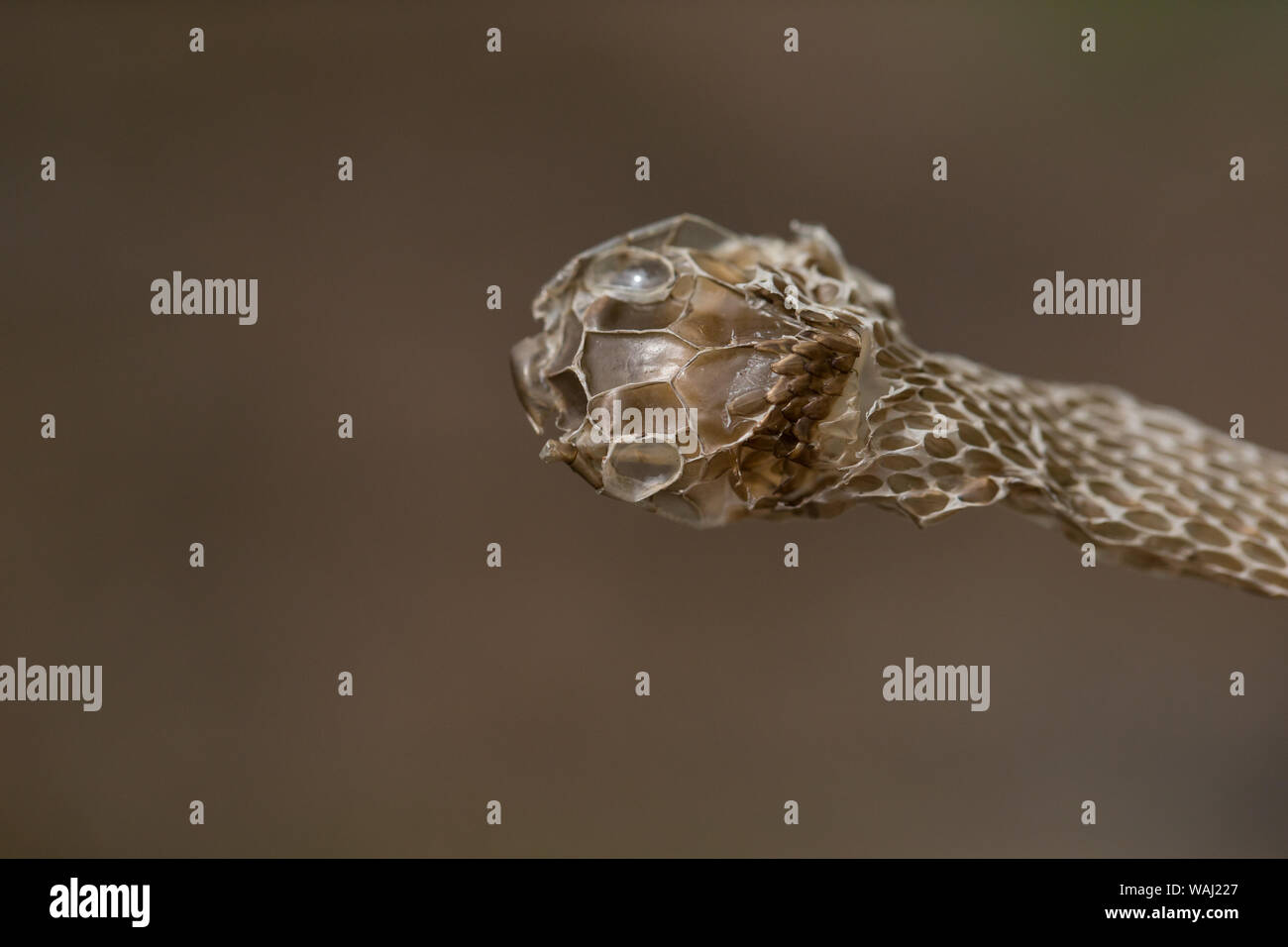 Smooth snake skin in natural habitat in the Åland Islands, Finland ...