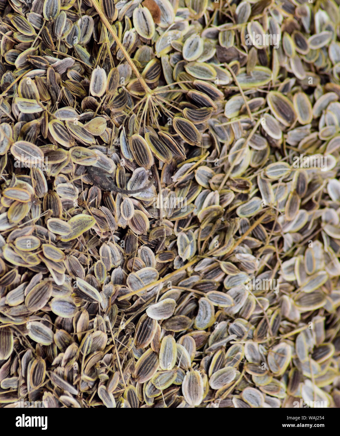 Dill seeds. Storage for seed dill seeds. Aromatic seasoning Stock Photo ...