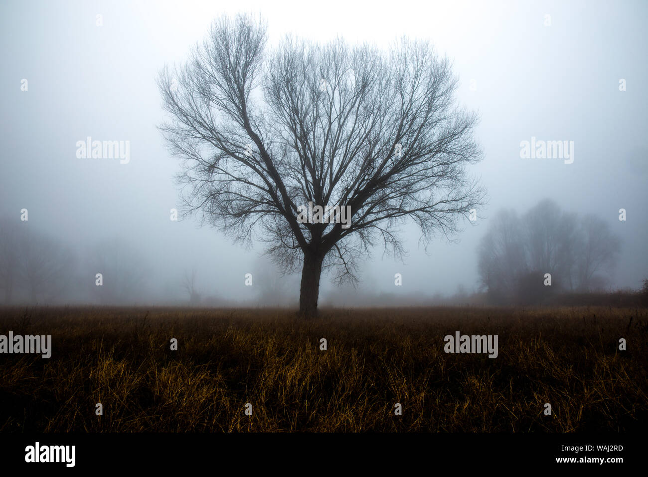 A tree silhouette in the fog, with some more distant trees Stock Photo ...