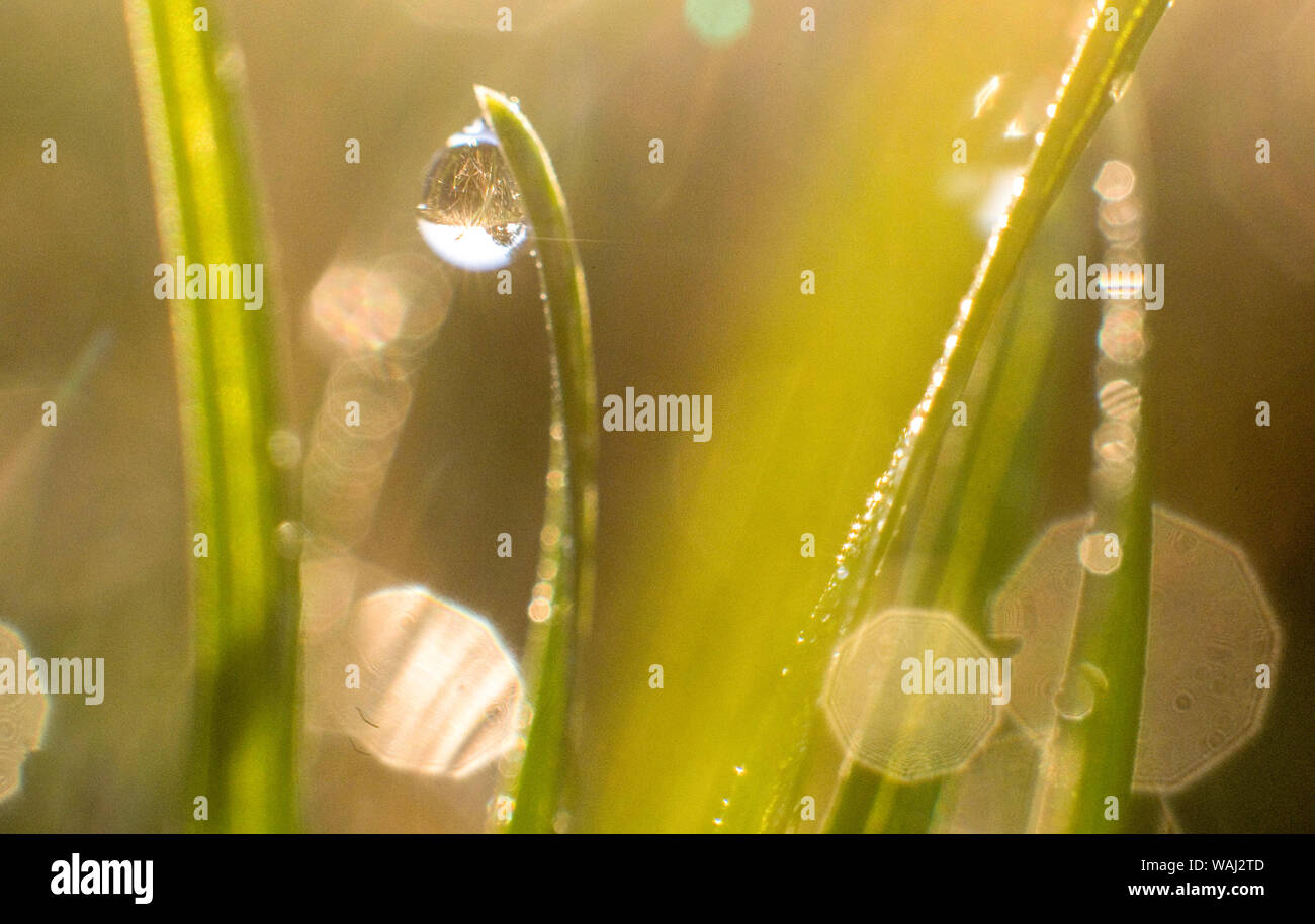 Hanover, Germany. 21st Aug, 2019. A dewdrop hangs on a blade of grass ...