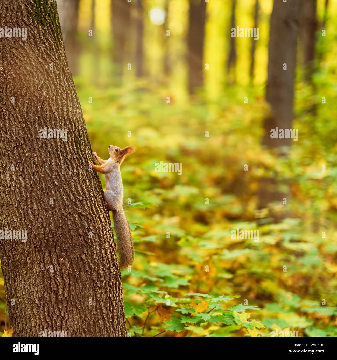 Squirrel in autumn foliage hi-res stock photography and images - Alamy