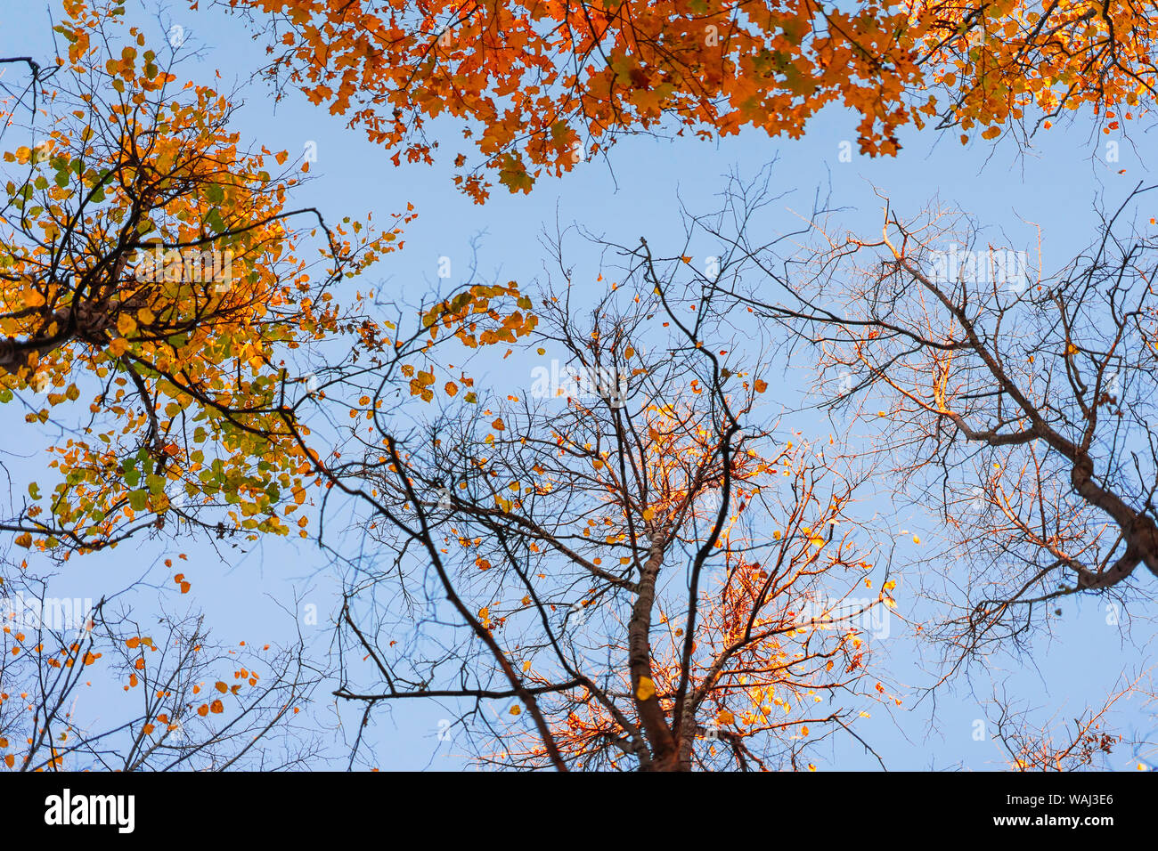 Natural autumn background of foliage of different trees against the ...