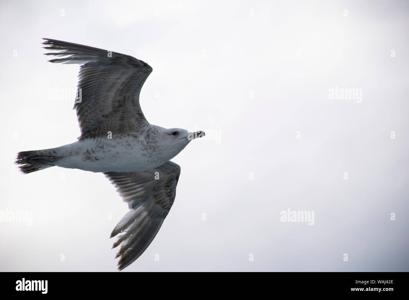 Pictures of seagulls hi-res stock photography and images - Alamy