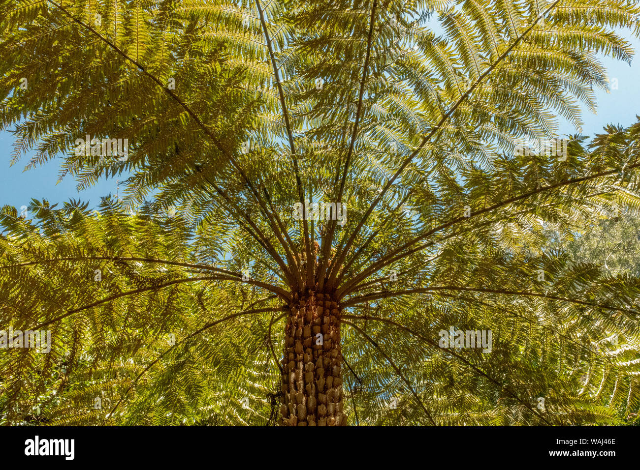 Fern branch and sunlight hi-res stock photography and images - Alamy