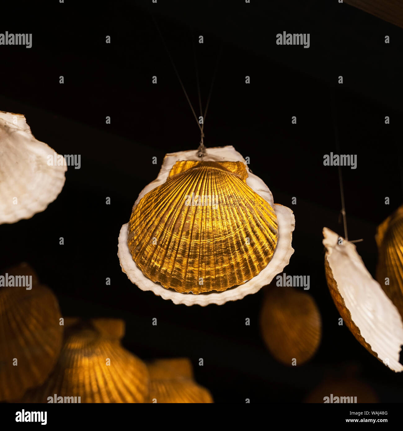 Dyed golden sea scallop shell close-up on square black background ...