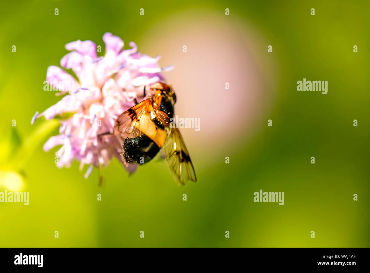 Pellucid fly hi-res stock photography and images - Alamy