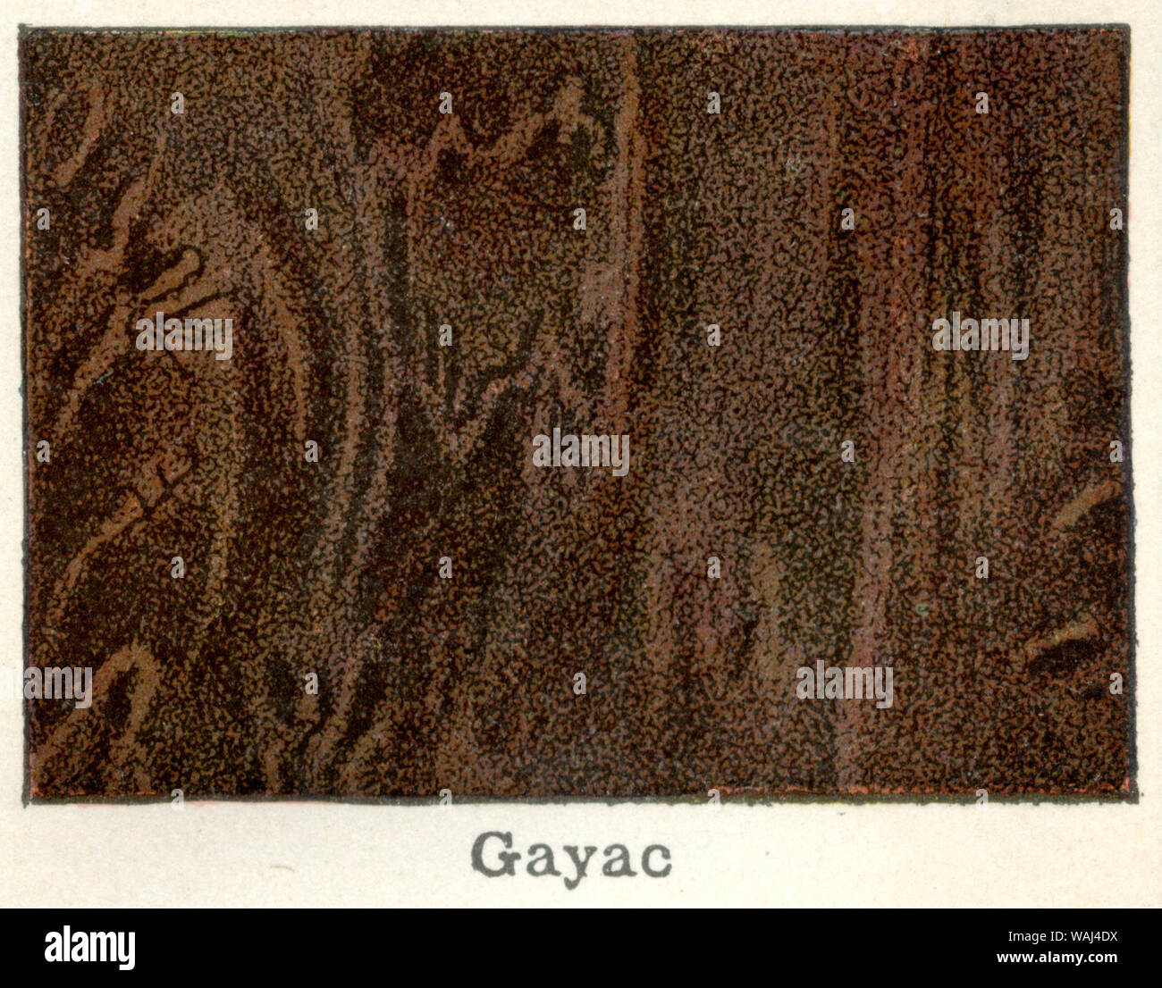 Guaiac hi-res stock photography and images - Alamy