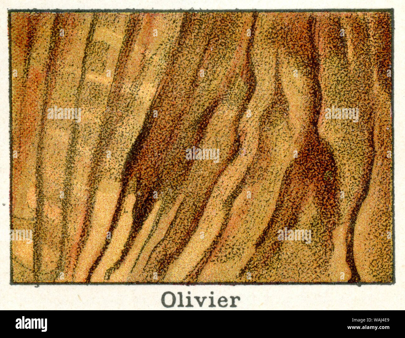 Olive tree Wood , (encyclopedia, 1910 Stock Photo - Alamy