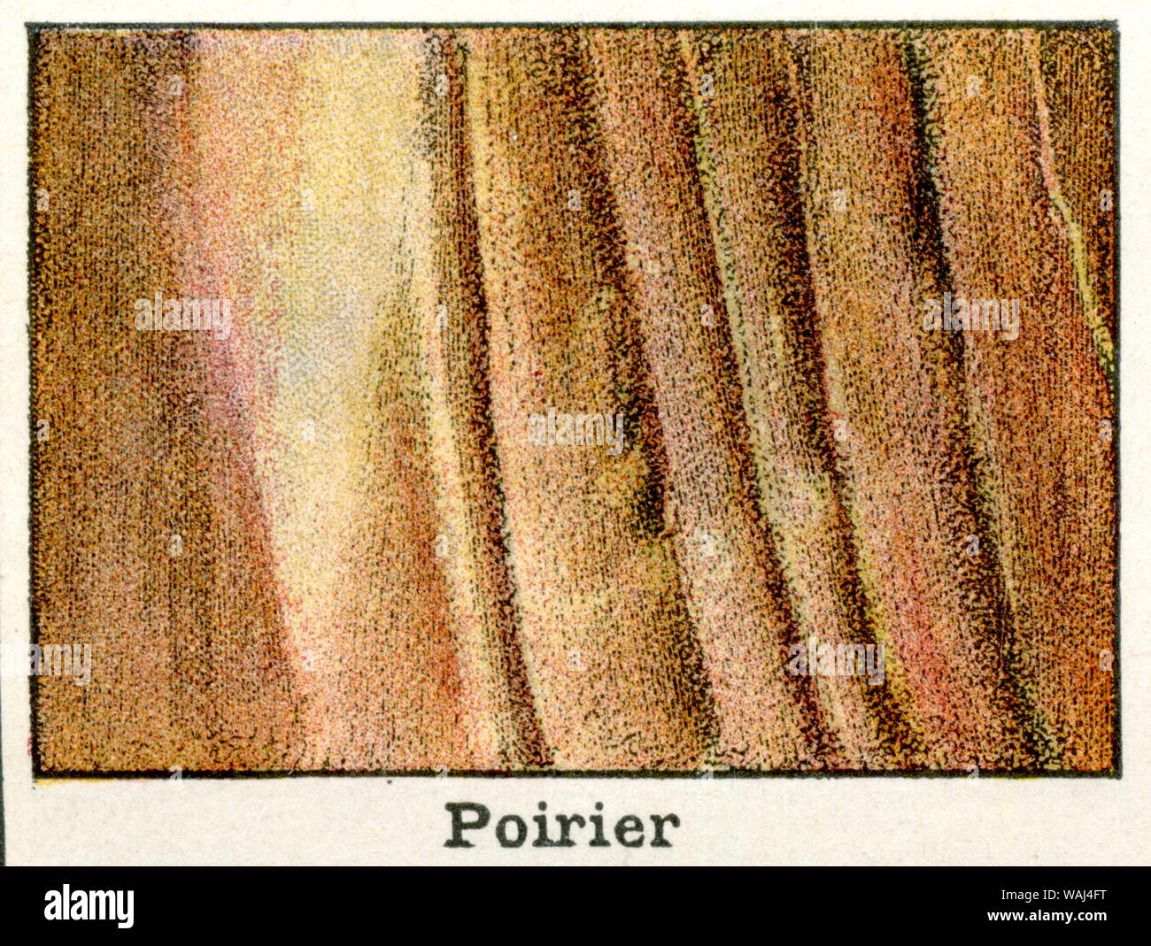 Wood type: Pear tree , (encyclopedia, 1910 Stock Photo - Alamy