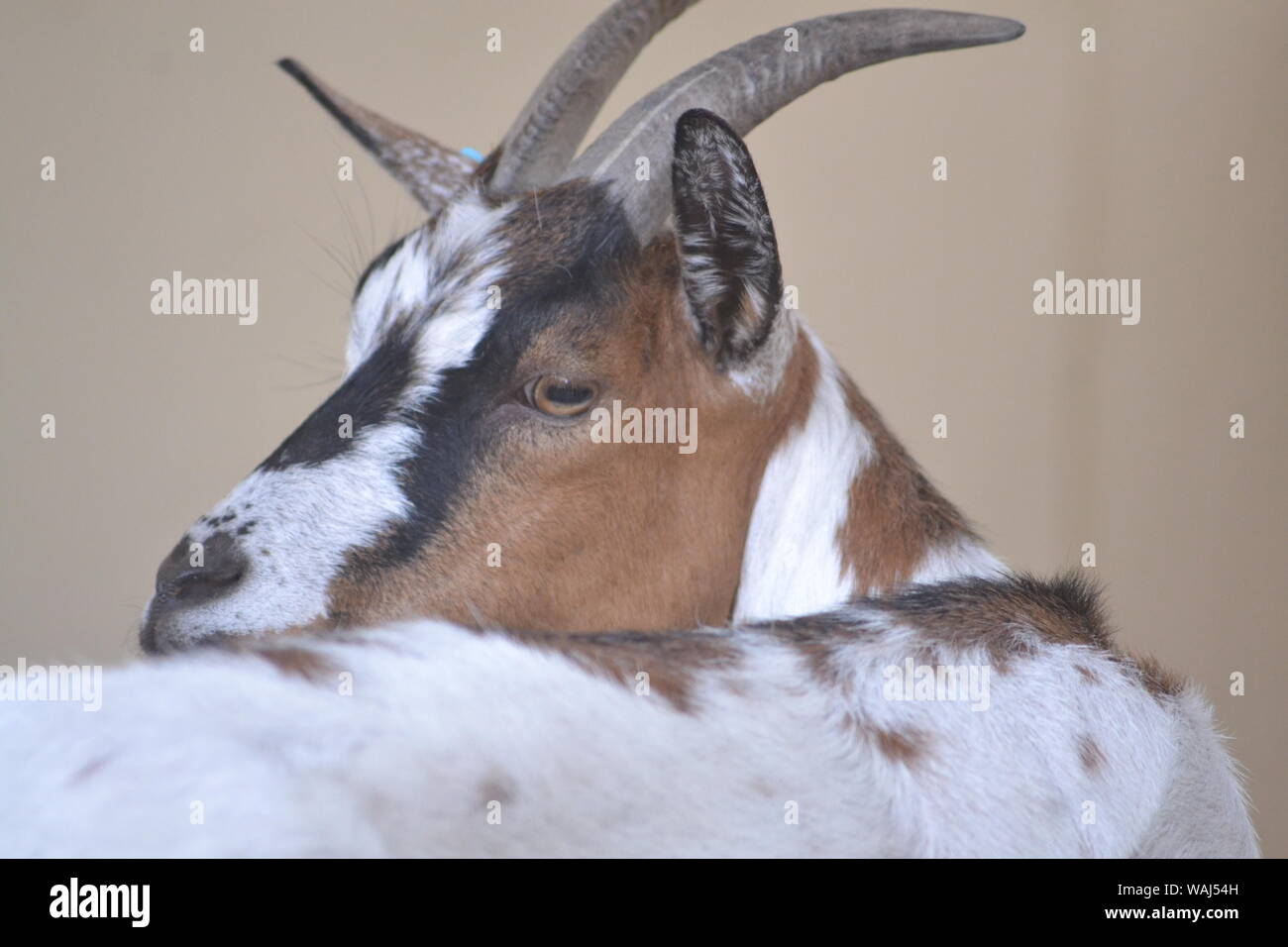 portrait of goat Stock Photo - Alamy