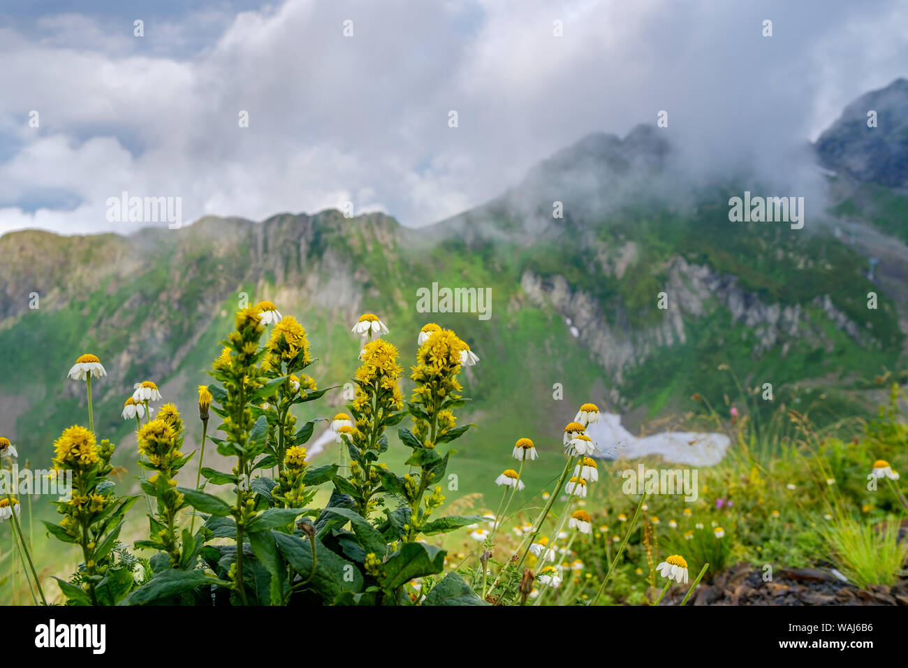 Chamomile flowers high in the mountains. Mountain range and floating ...