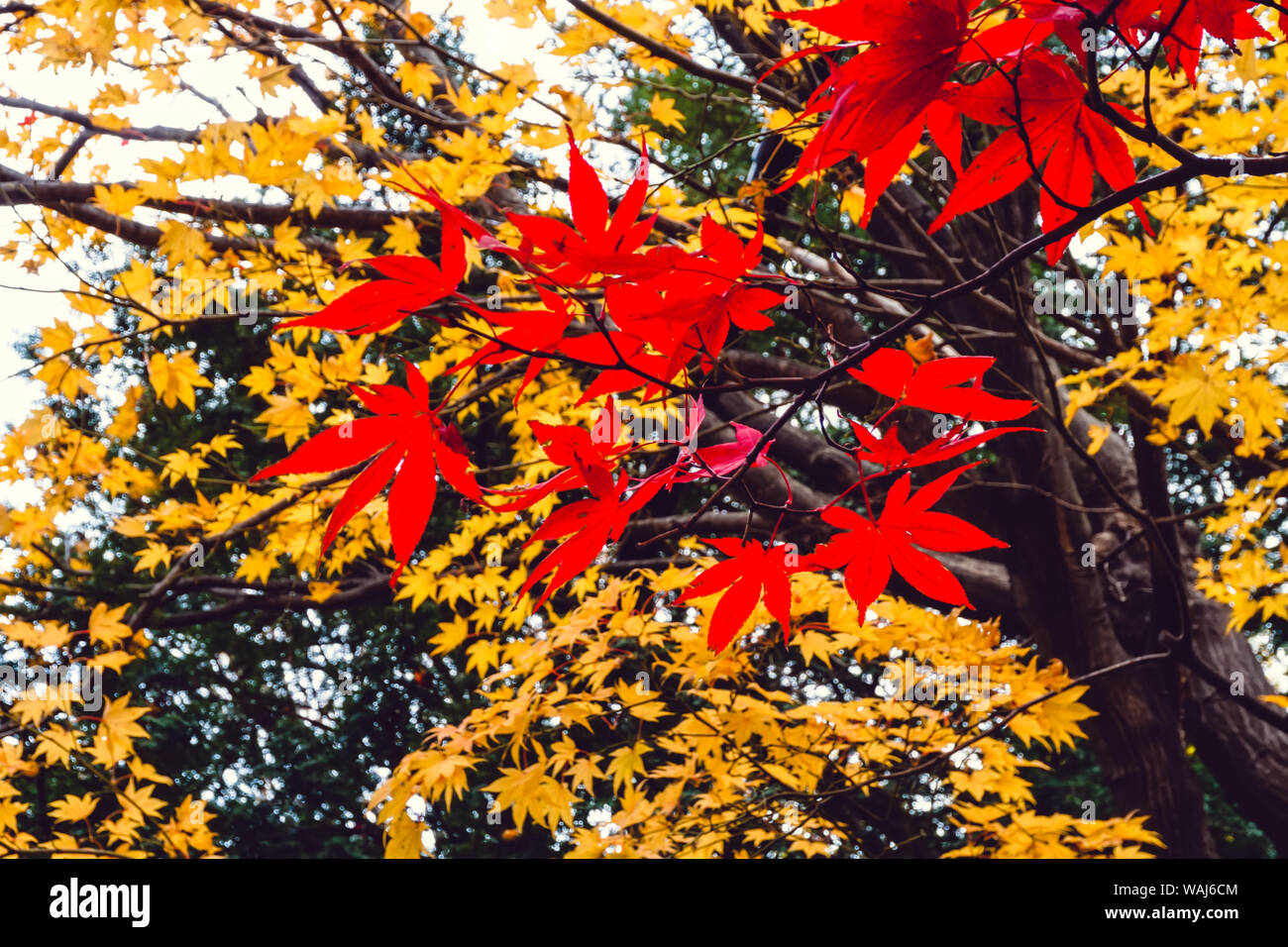 Autumn season colorful of tree and leaves in Japan Stock Photo - Alamy