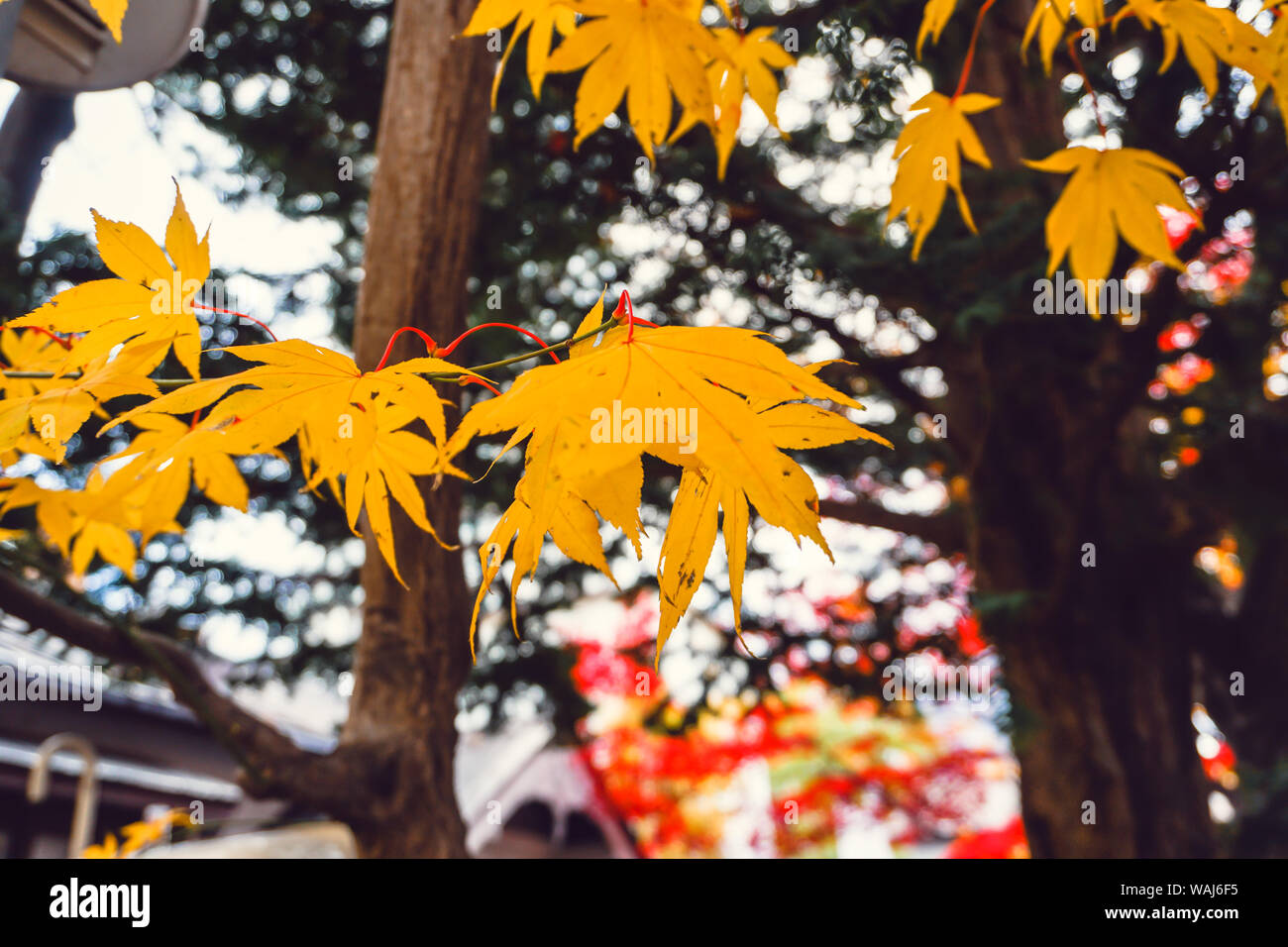 Autumn season colorful of tree and leaves in Japan Stock Photo - Alamy