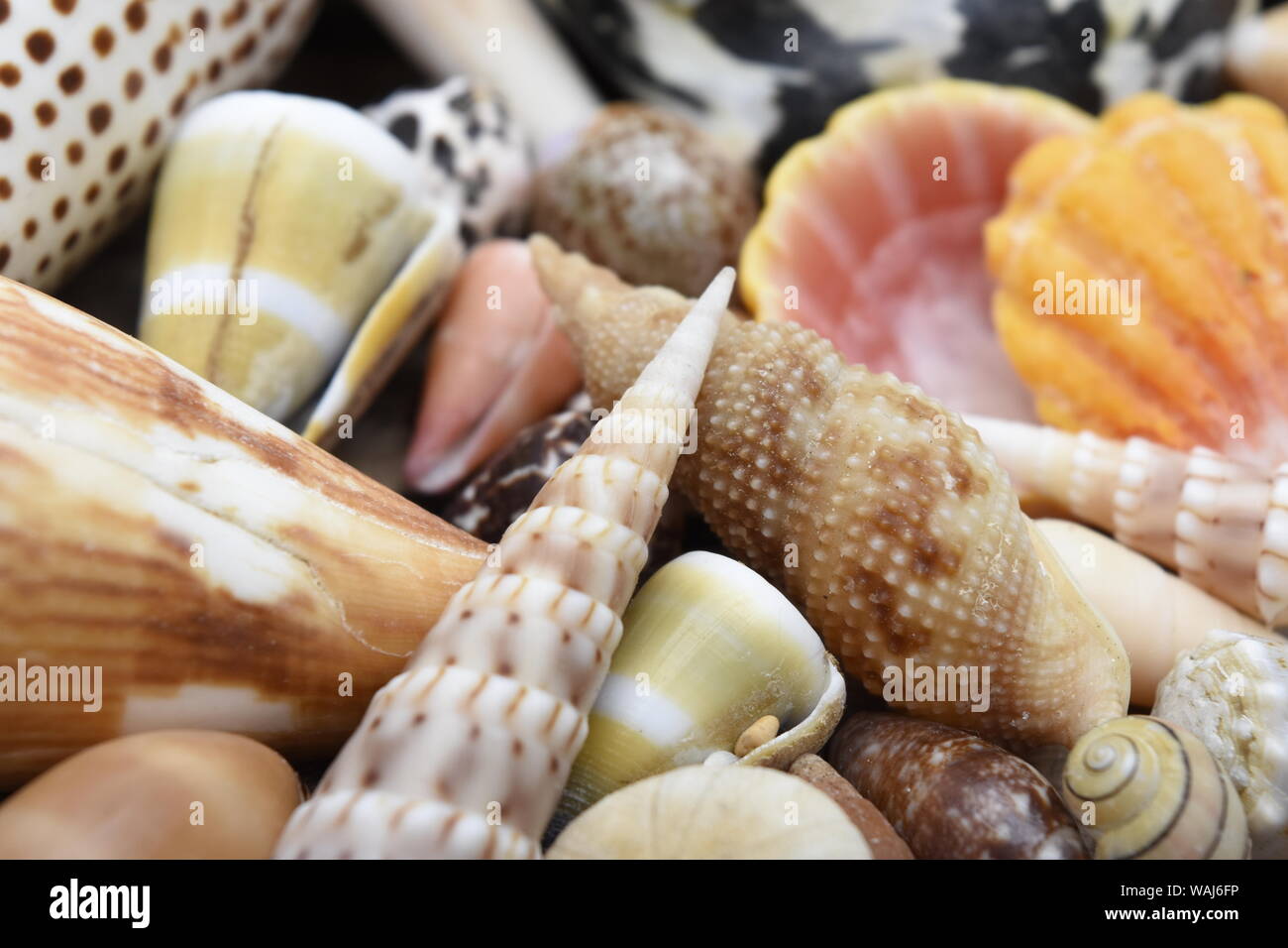 Shell still life hi-res stock photography and images - Alamy
