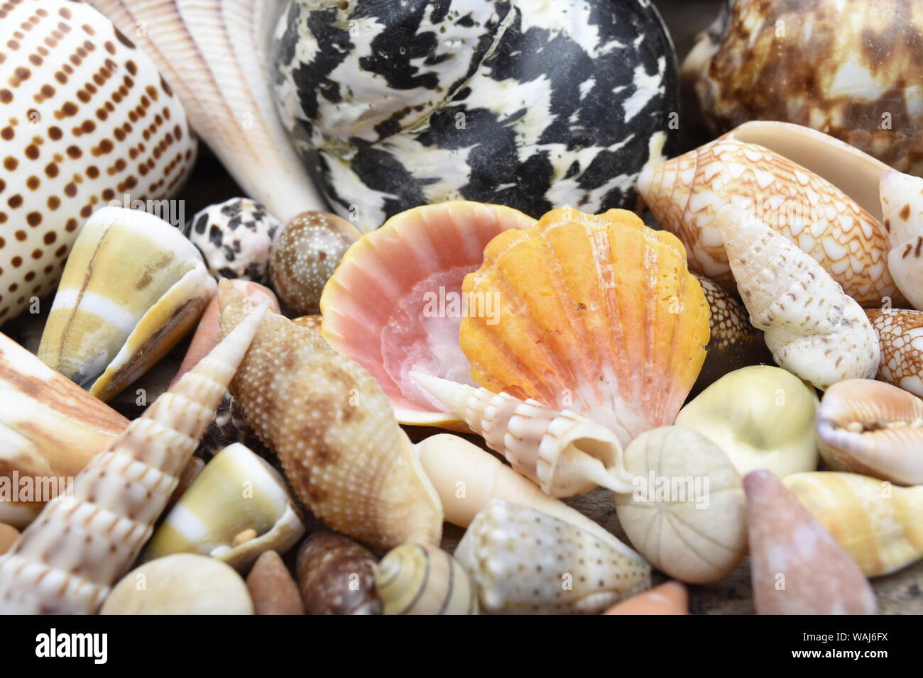 Cone shell hi-res stock photography and images - Alamy