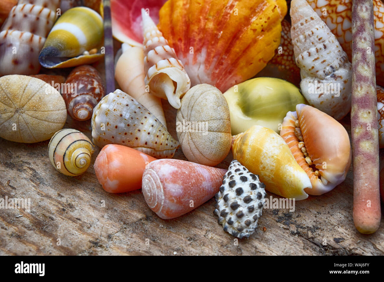 Auger snail hi-res stock photography and images - Alamy