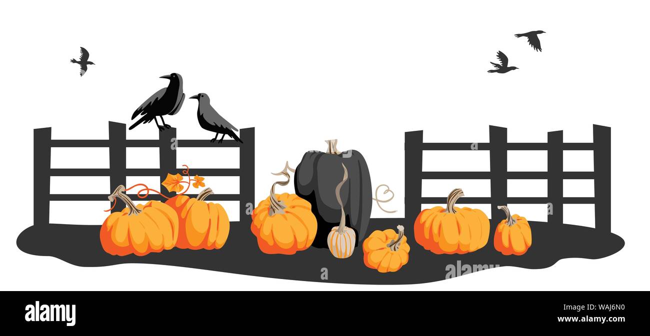 Pumpkin fence and crows. Natural banner with crops and birds ...