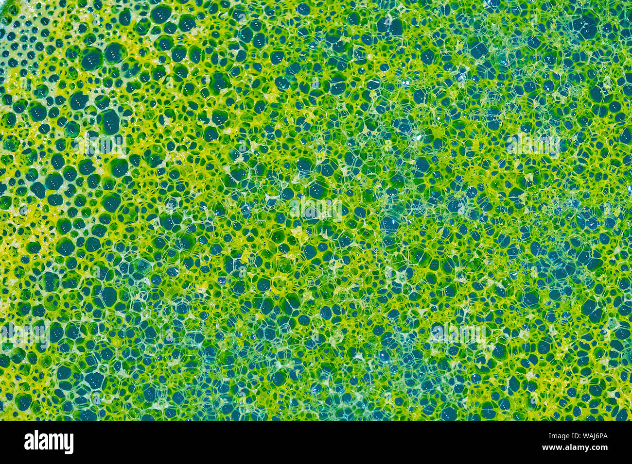 Foamy Definition On at Andrea Kirkham blog