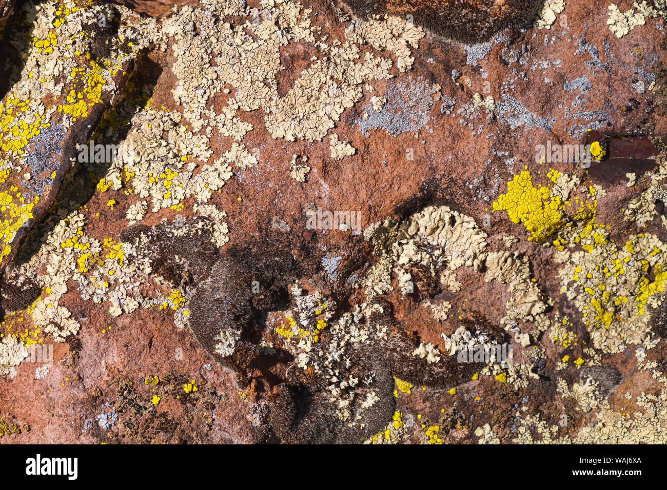 Sandstone with lichen Stock Photo - Alamy