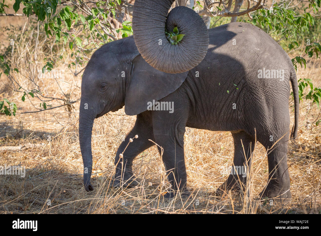 Elephant with curled trunk hi-res stock photography and images - Alamy