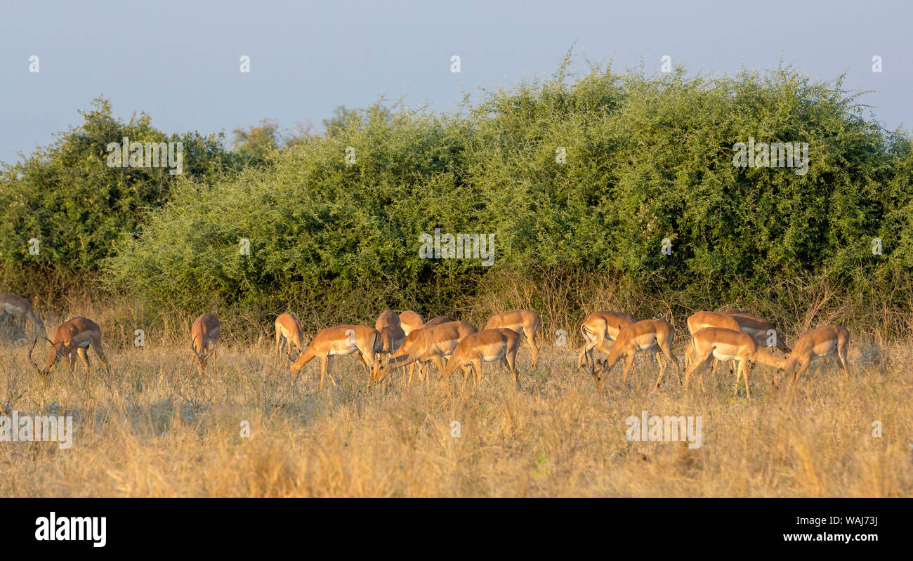 Black faced impalas hi-res stock photography and images - Alamy