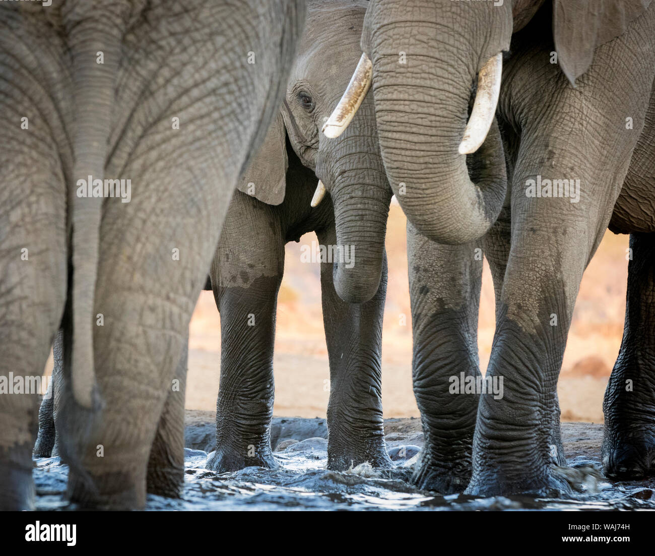 Botswana elephant feet detail foot detail hi-res stock photography and ...