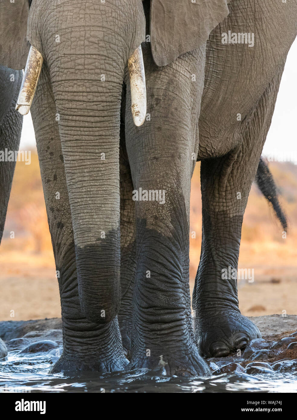 Elephant feet hi-res stock photography and images - Alamy
