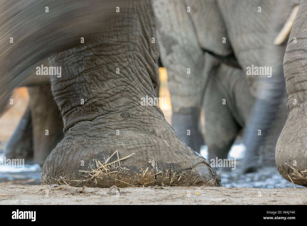 Elephant feet hi-res stock photography and images - Alamy